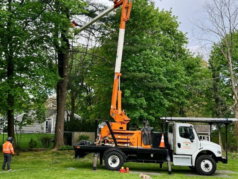 Tree Trimming – Arbor Tree Service