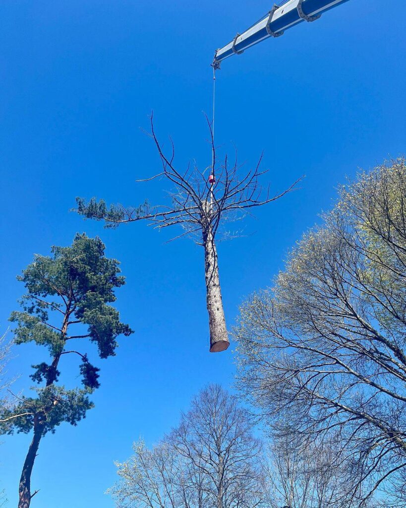 Arbor Tree Service – Experienced Tree Professionals