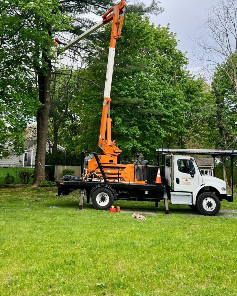 Arbor Tree Service – Experienced Tree Professionals
